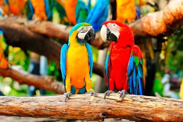 🦜 🦍 ¡50 AÑOS DE LORO PARQUE! 🌈 Hotel 3* con desayunos y entradas ...